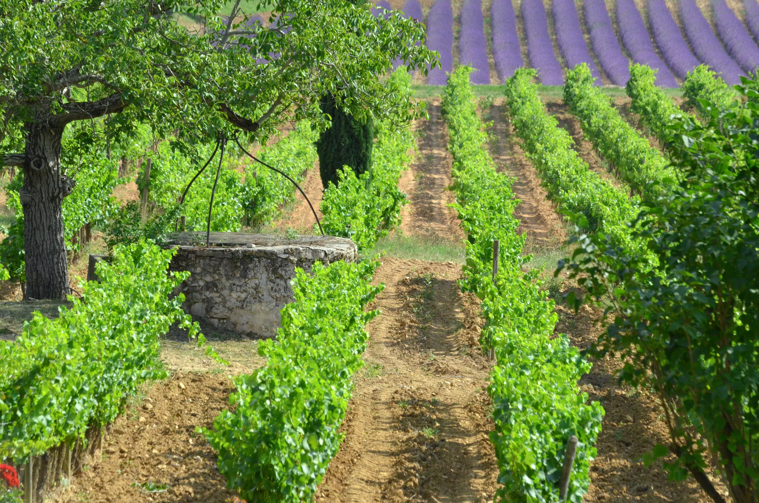 THREE FRENCH WINES FOR THREE CHIC MOMENTS THIS SUMMER — Posh Lifestyle ...