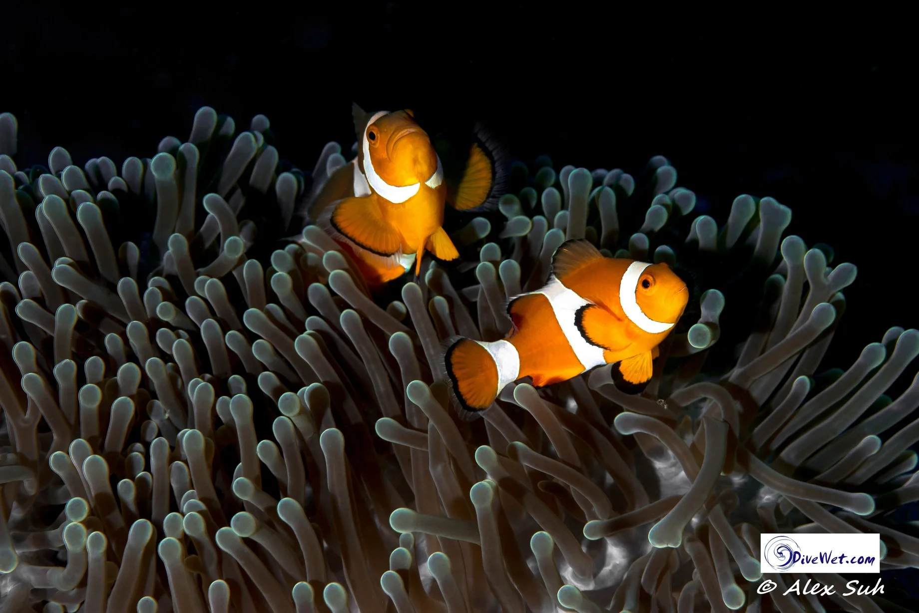 Clown Fish Gallery — Dive Wet