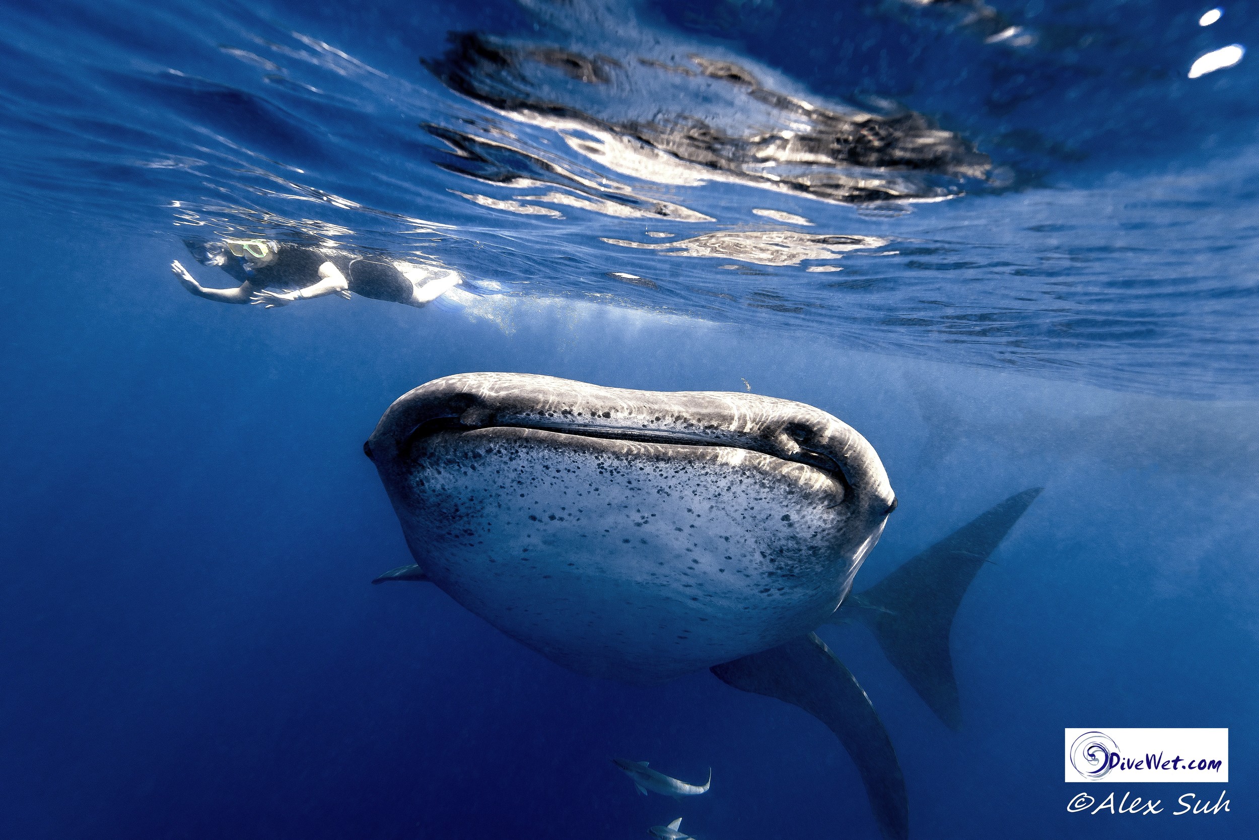 Whale Shark Gallery — Dive Wet