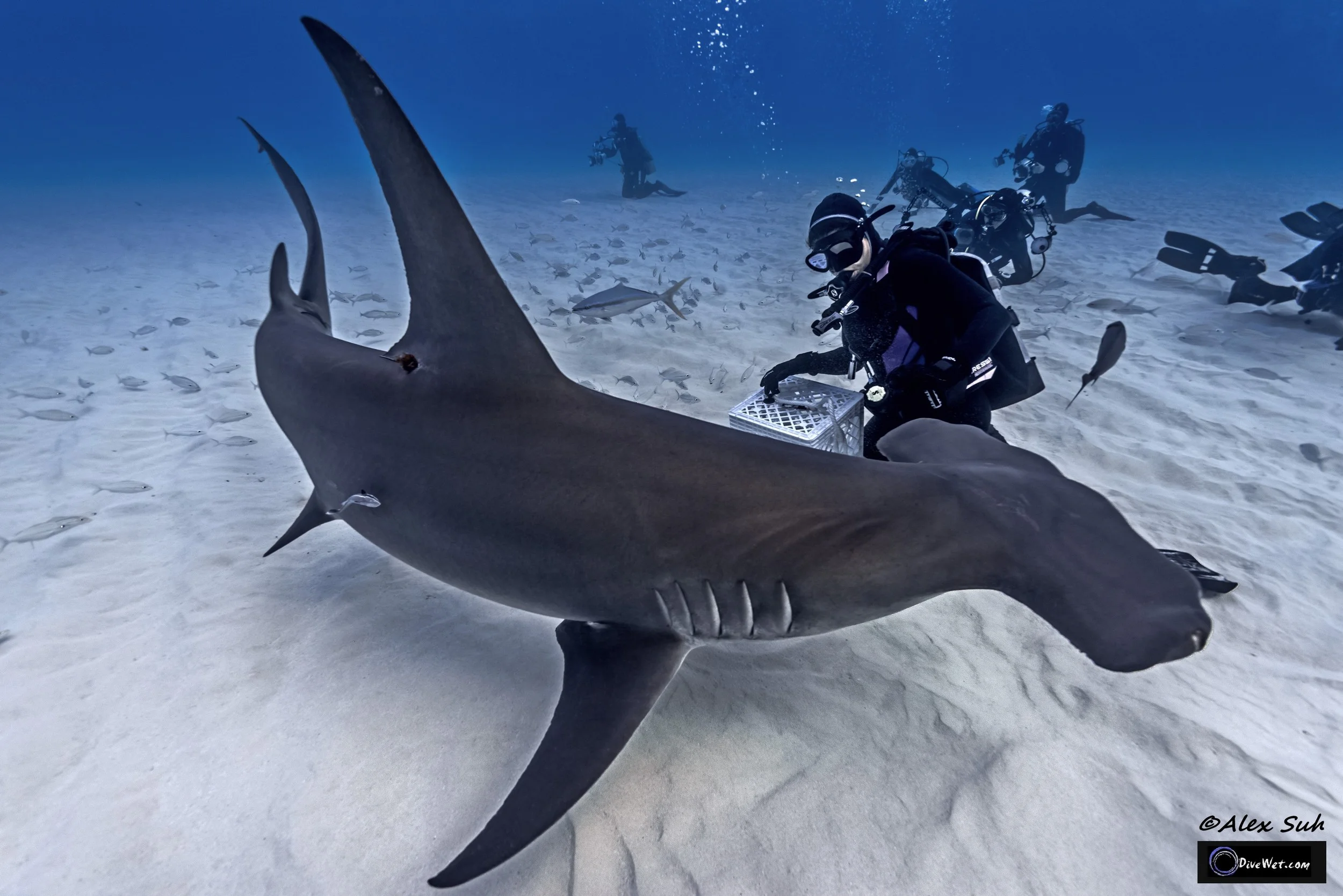 Great Hammerhead