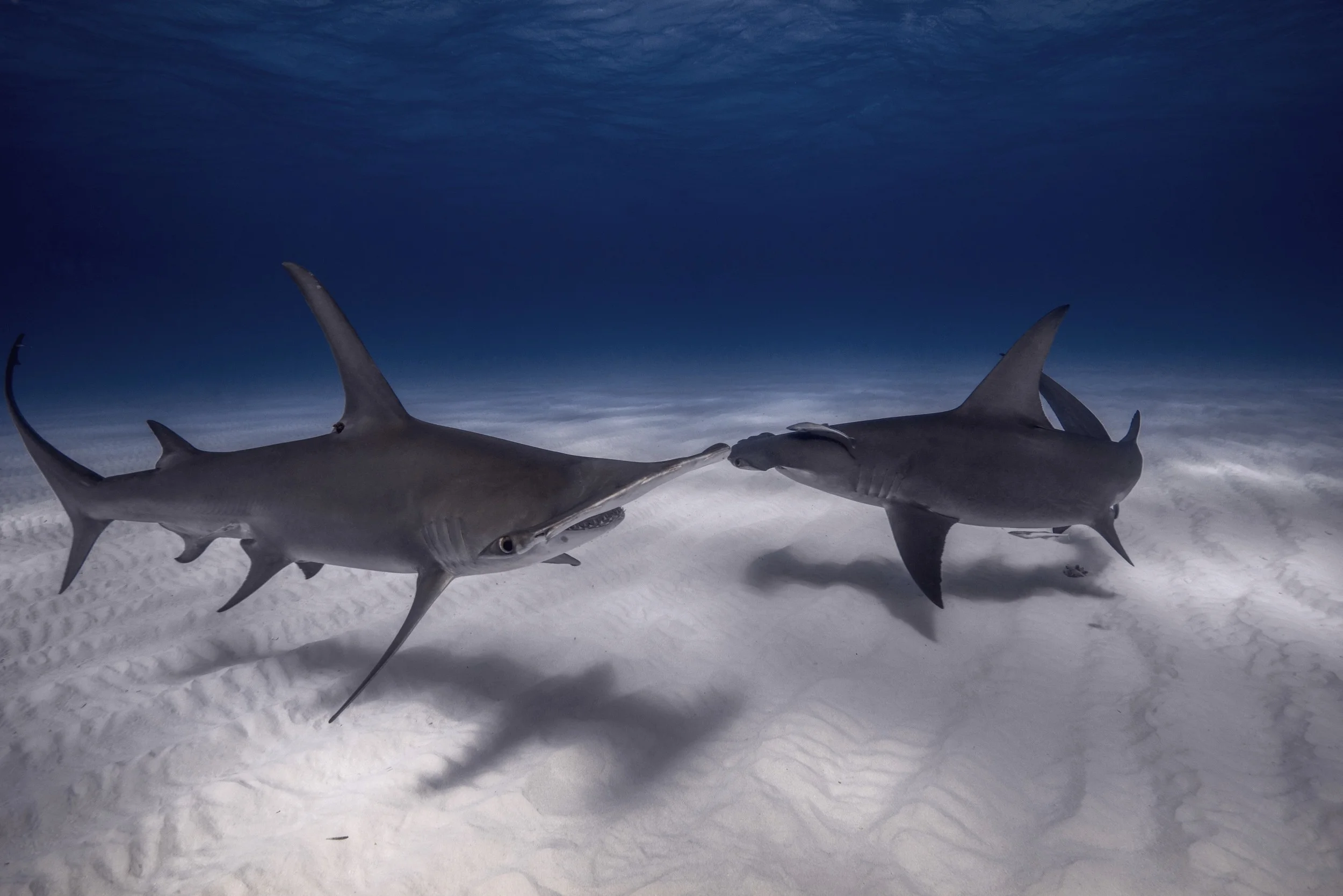 Great Hammerhead Sharks — Dive Wet