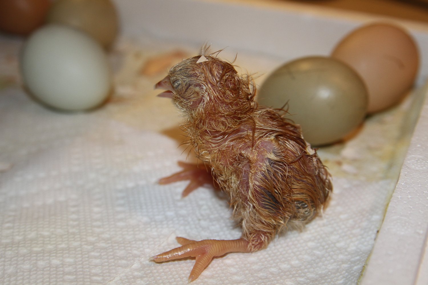 Teaching The Life Cycle of a Chicken — Tiaras & Tantrums