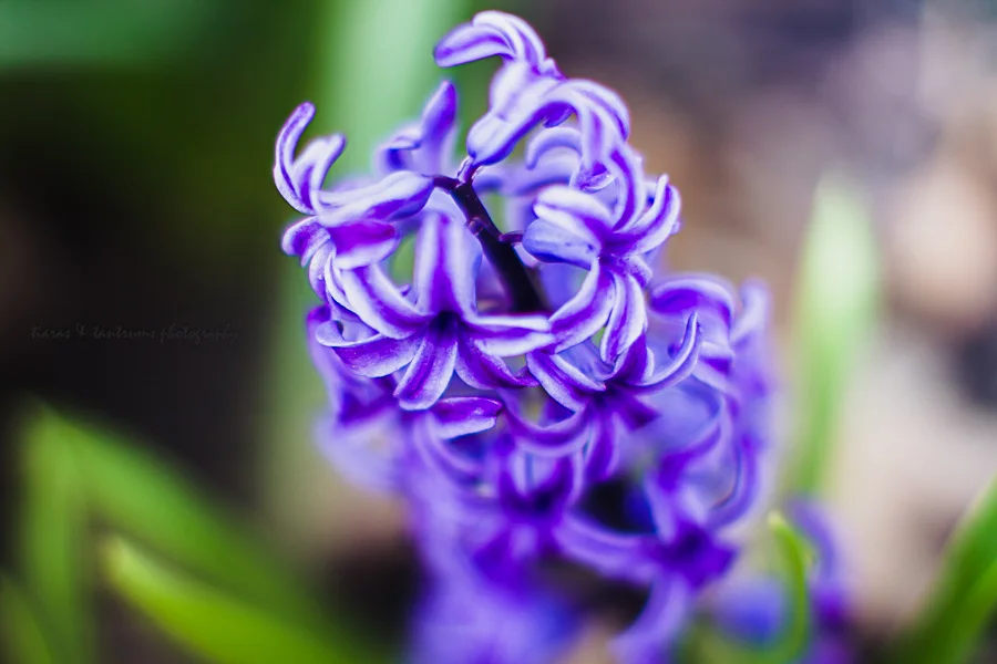 Free-Lensing Photography Tips — Tiaras & Tantrums