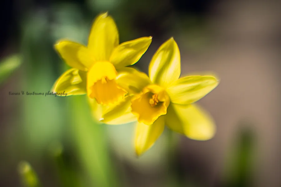 Free-Lensing Photography Tips — Tiaras & Tantrums