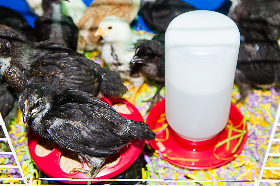 How To Raise Chickens — Tiaras & Tantrums