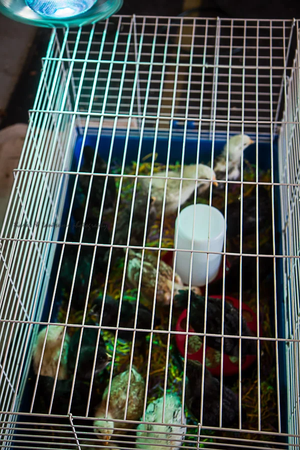 How To Raise Chickens — Tiaras & Tantrums