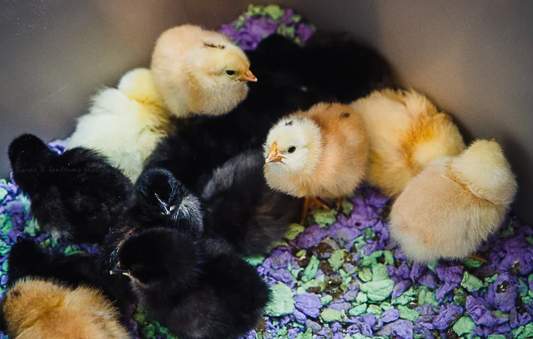 How To Raise Chickens — Tiaras & Tantrums