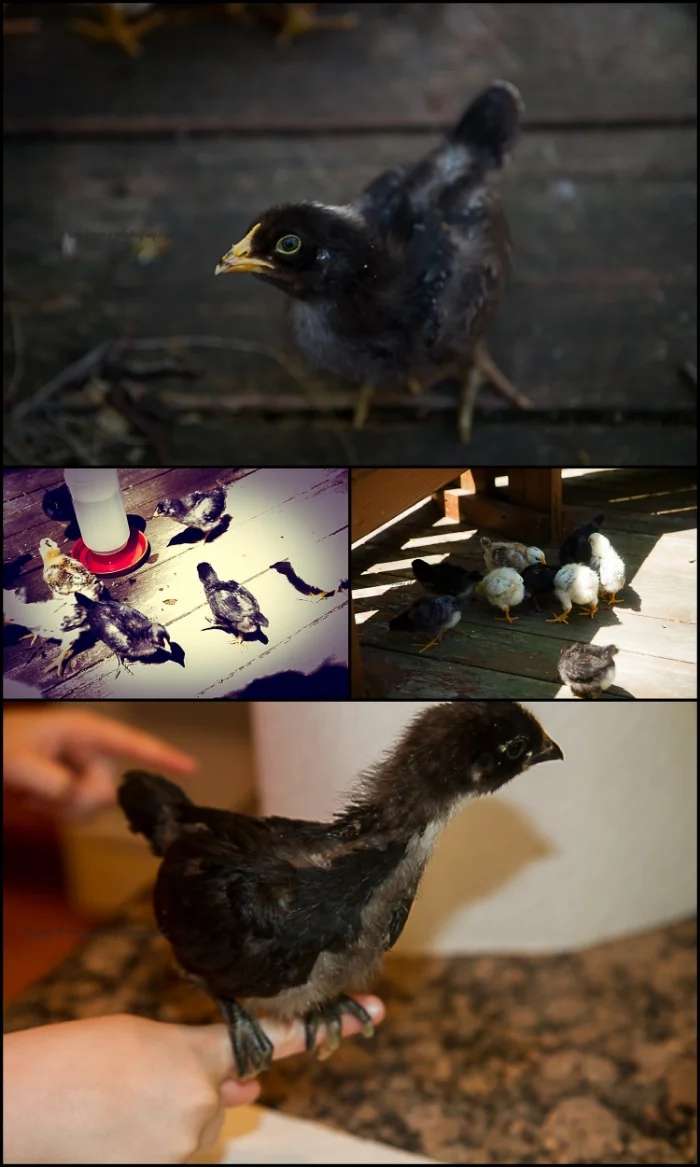 How To Raise Chickens — Tiaras & Tantrums