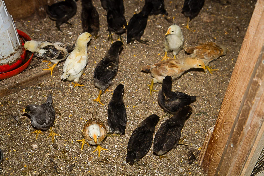 How To Raise Chickens — Tiaras & Tantrums