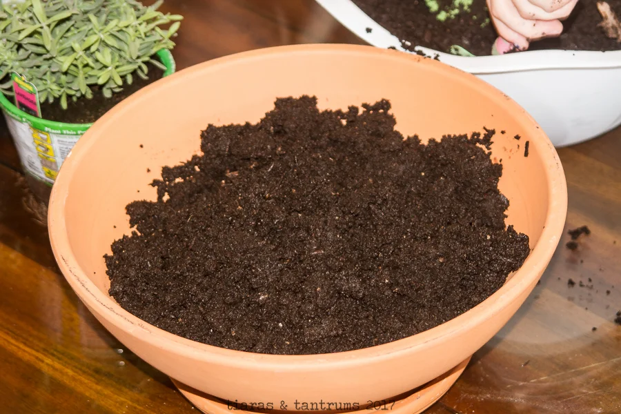 DIY Succulent Container Garden — Tiaras & Tantrums