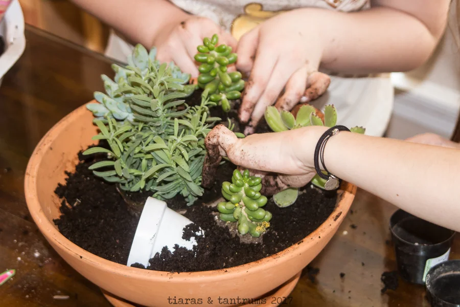 DIY Succulent Container Garden — Tiaras & Tantrums
