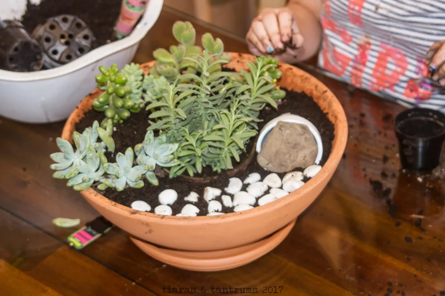DIY Succulent Container Garden — Tiaras & Tantrums
