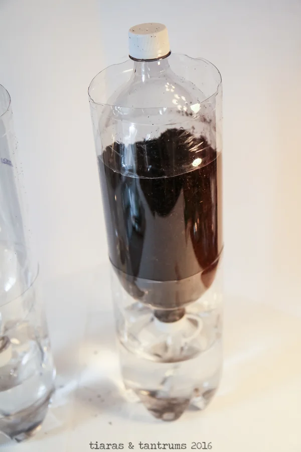 Project Ecosystem In A Bottle Diagram 8 Ecosystem In A Bottl