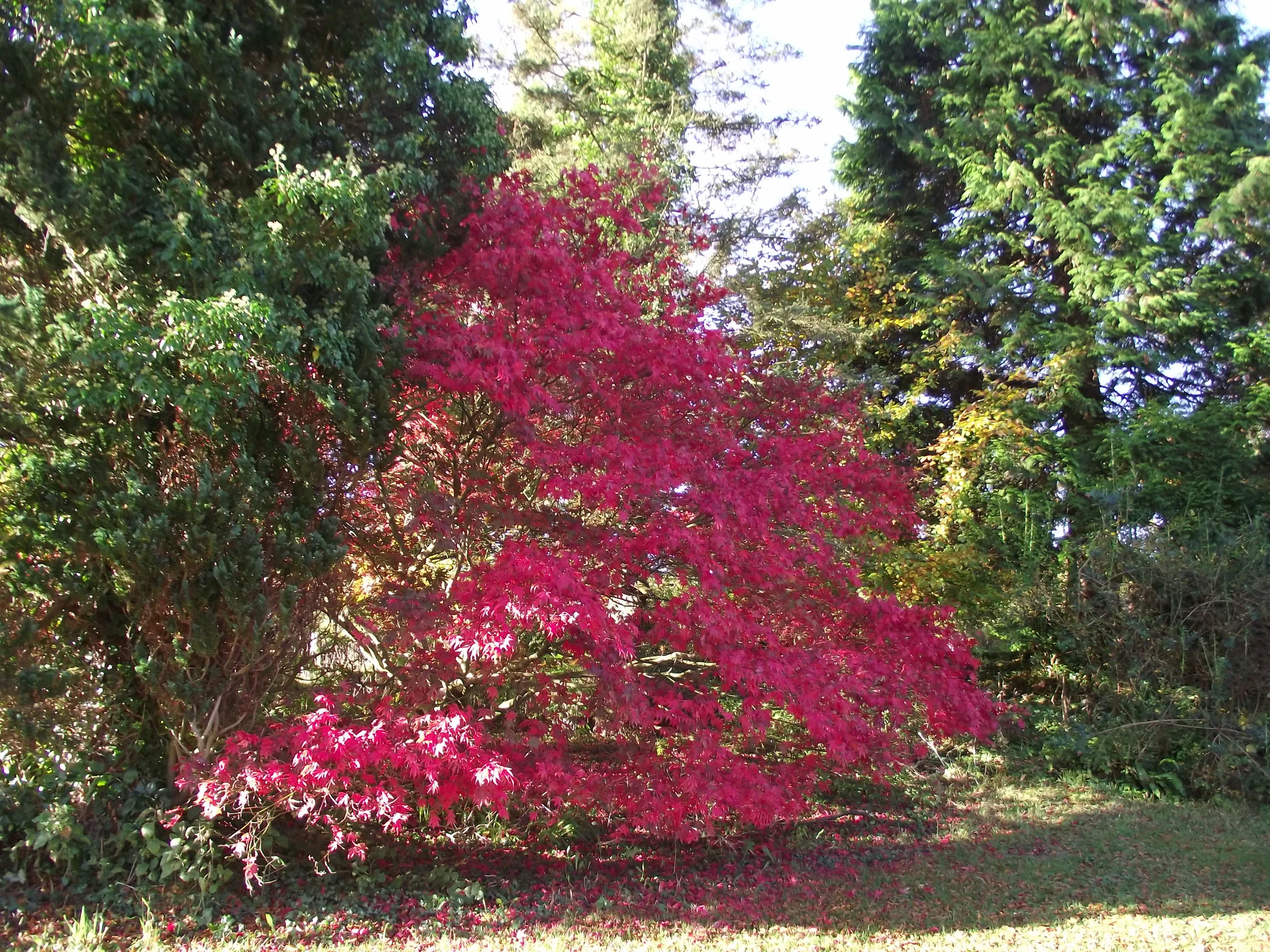 Gallery — Bernardine Cistercians