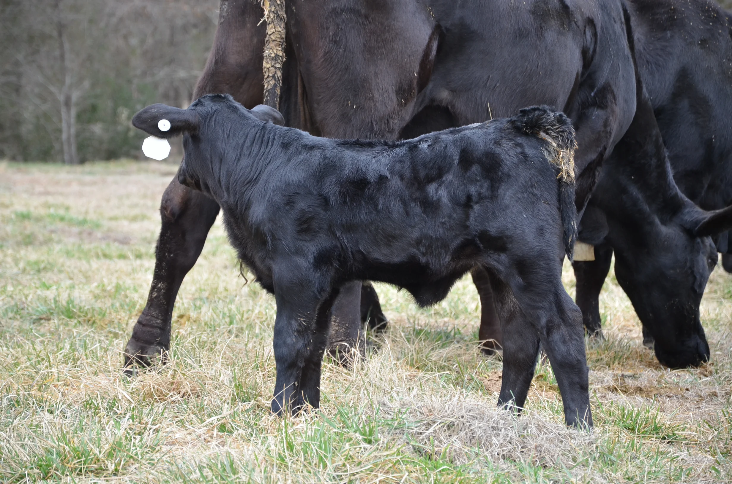 We have new baby calves all over the place! — Draggin' M Ranch