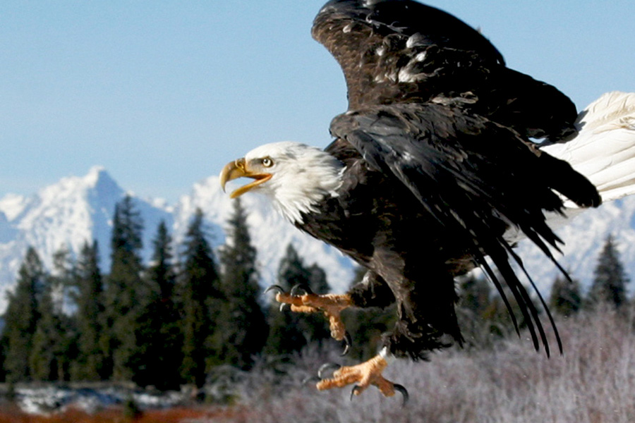 Raptor Migrations — Craighead Beringia South