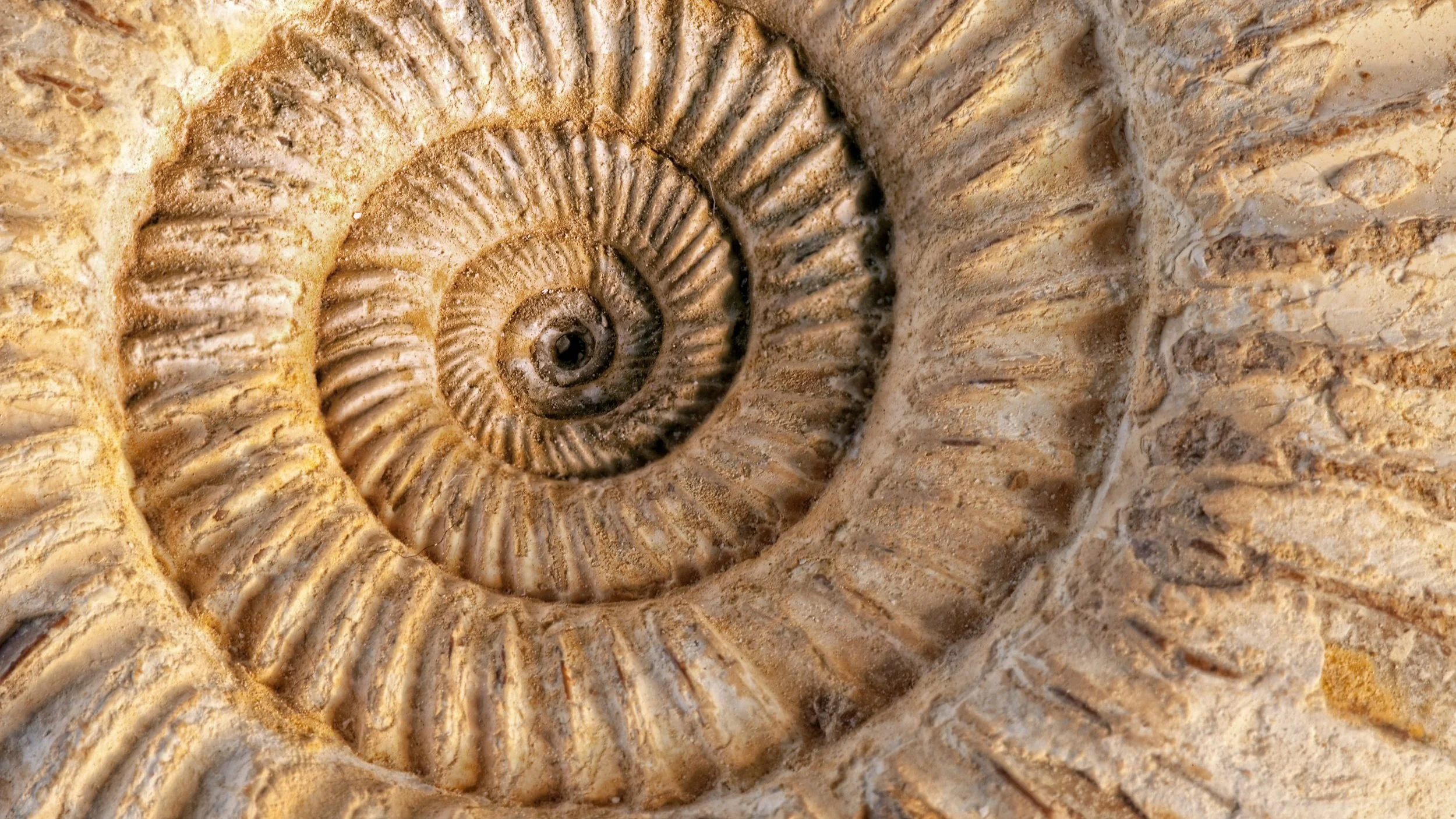 Live Webinar Courses and Sign Up — Sandplay Training Worldwide