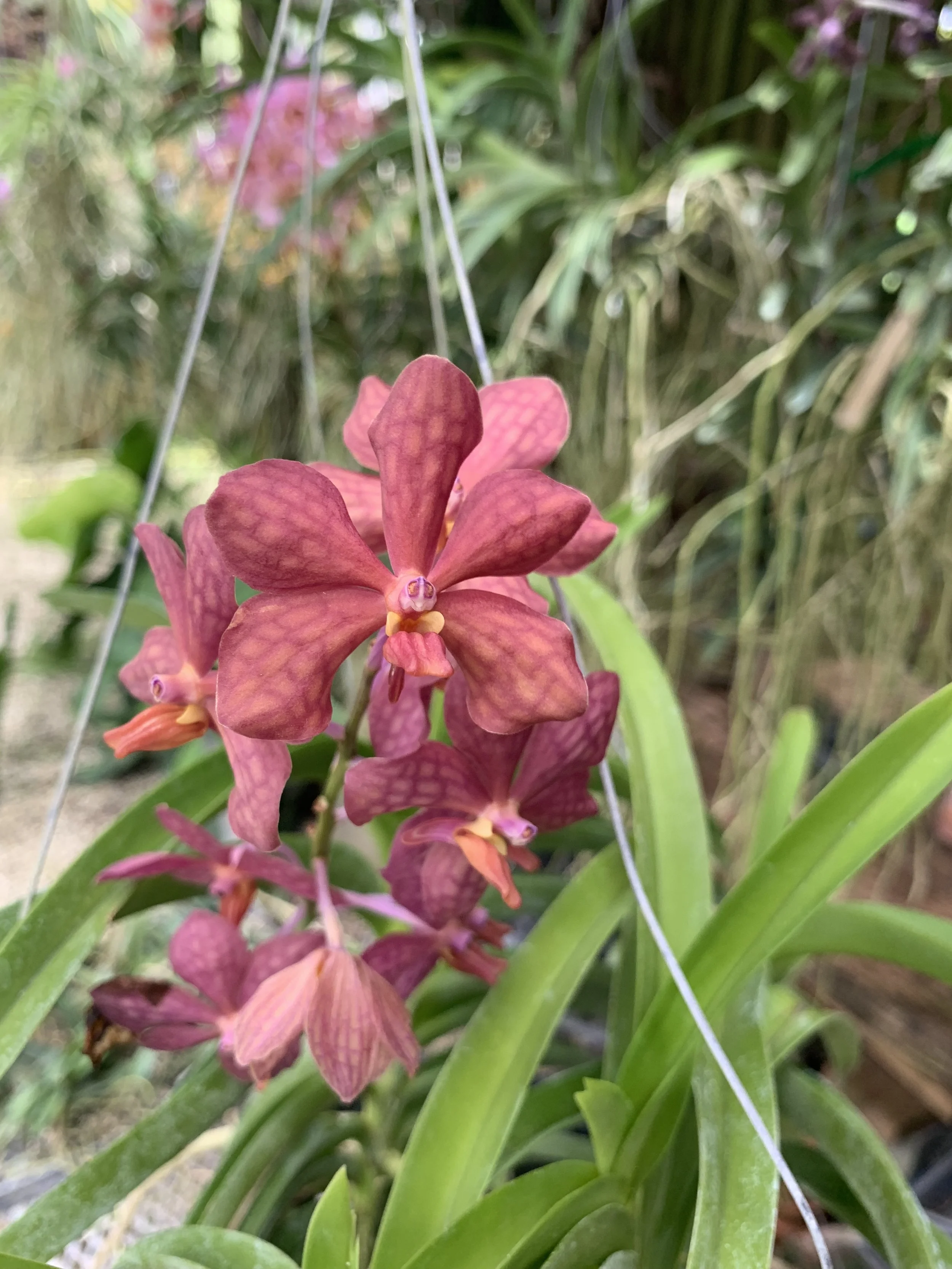 Past Rarities — Motes Orchids