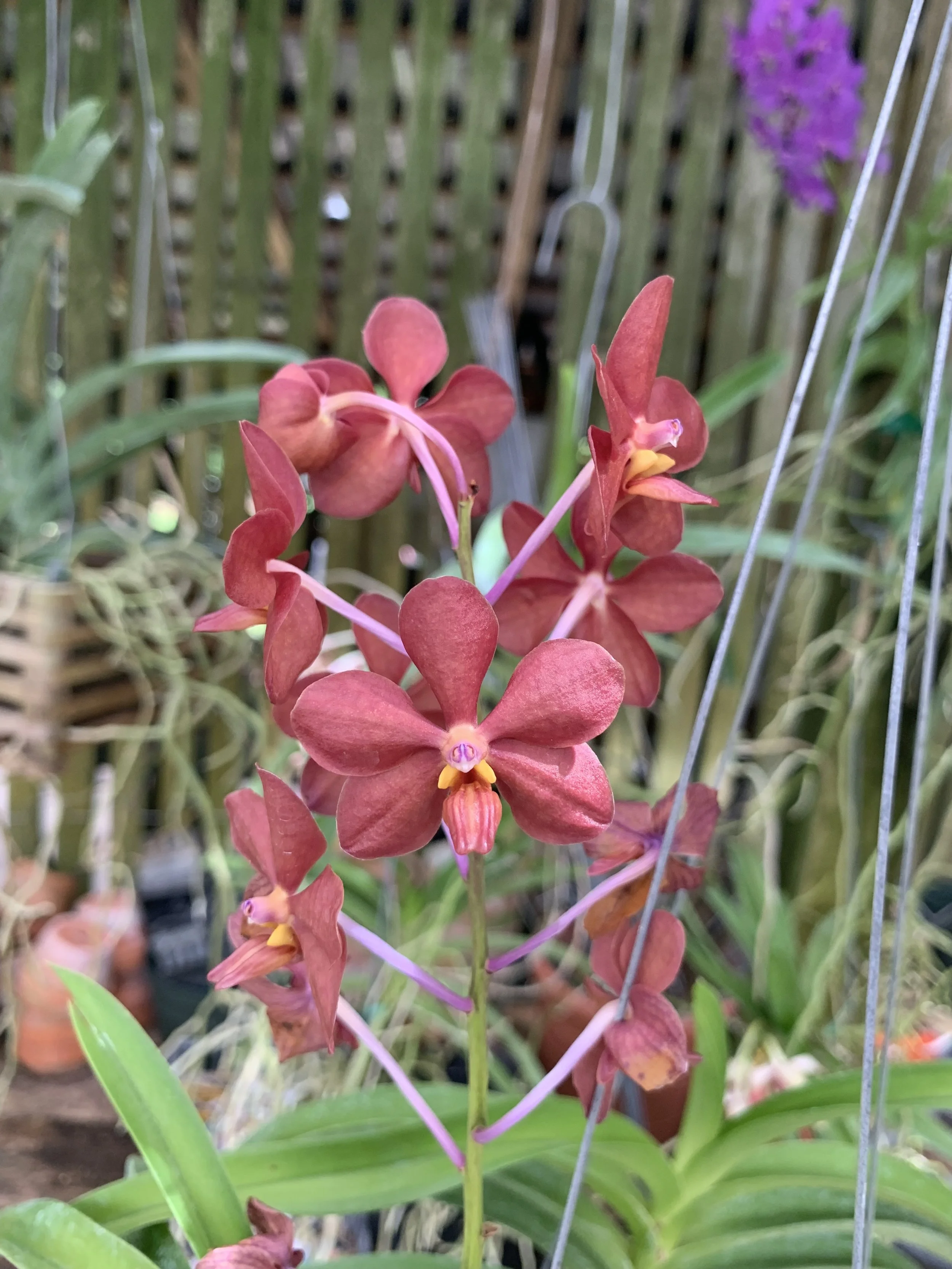 Past Rarities — Motes Orchids