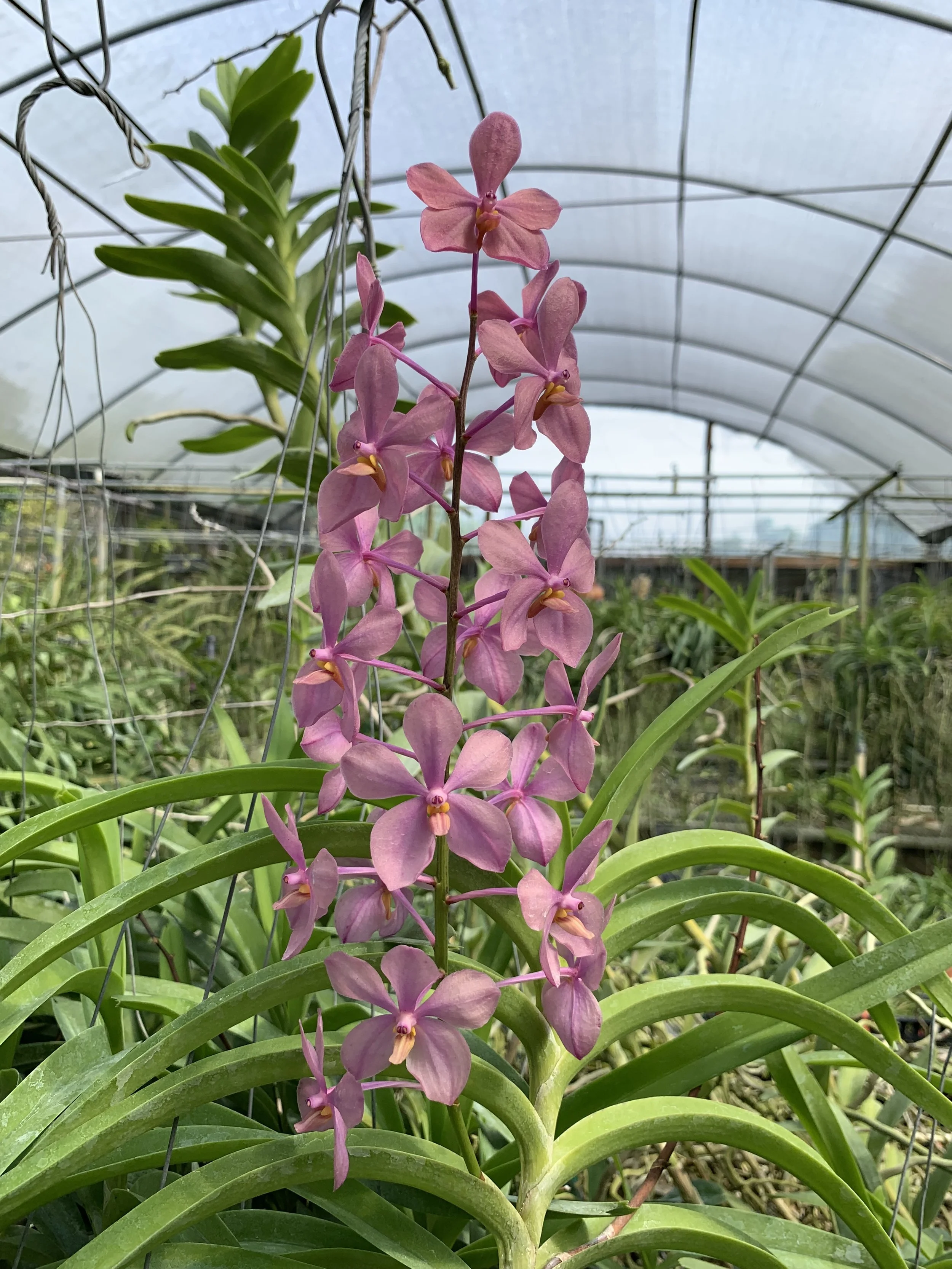 Past Rarities — Motes Orchids