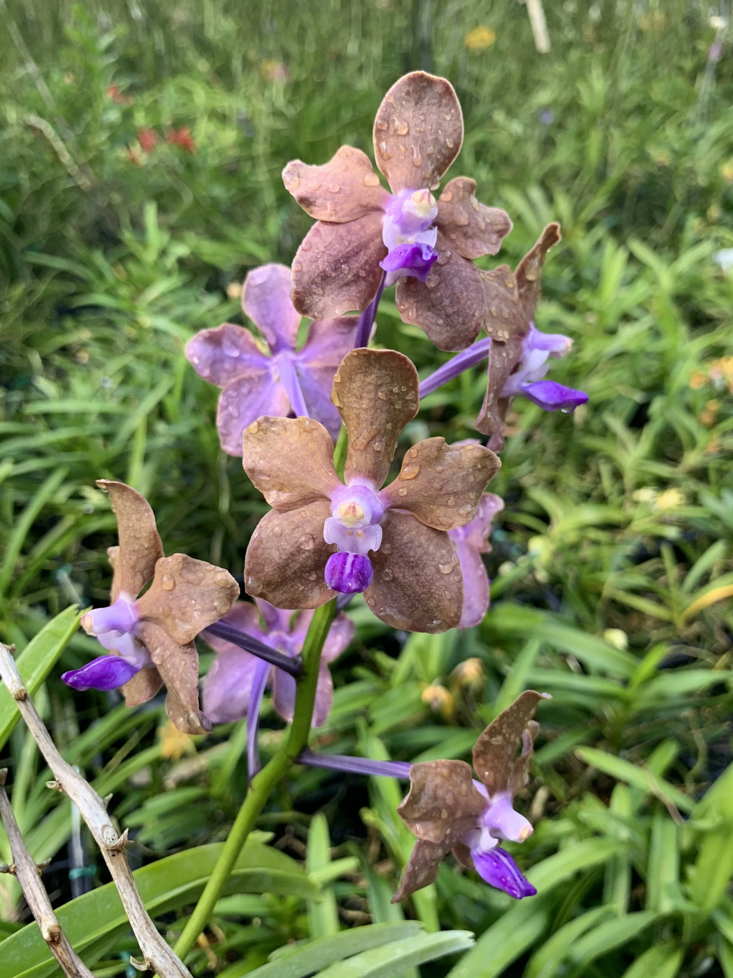 Past Rarities — Motes Orchids