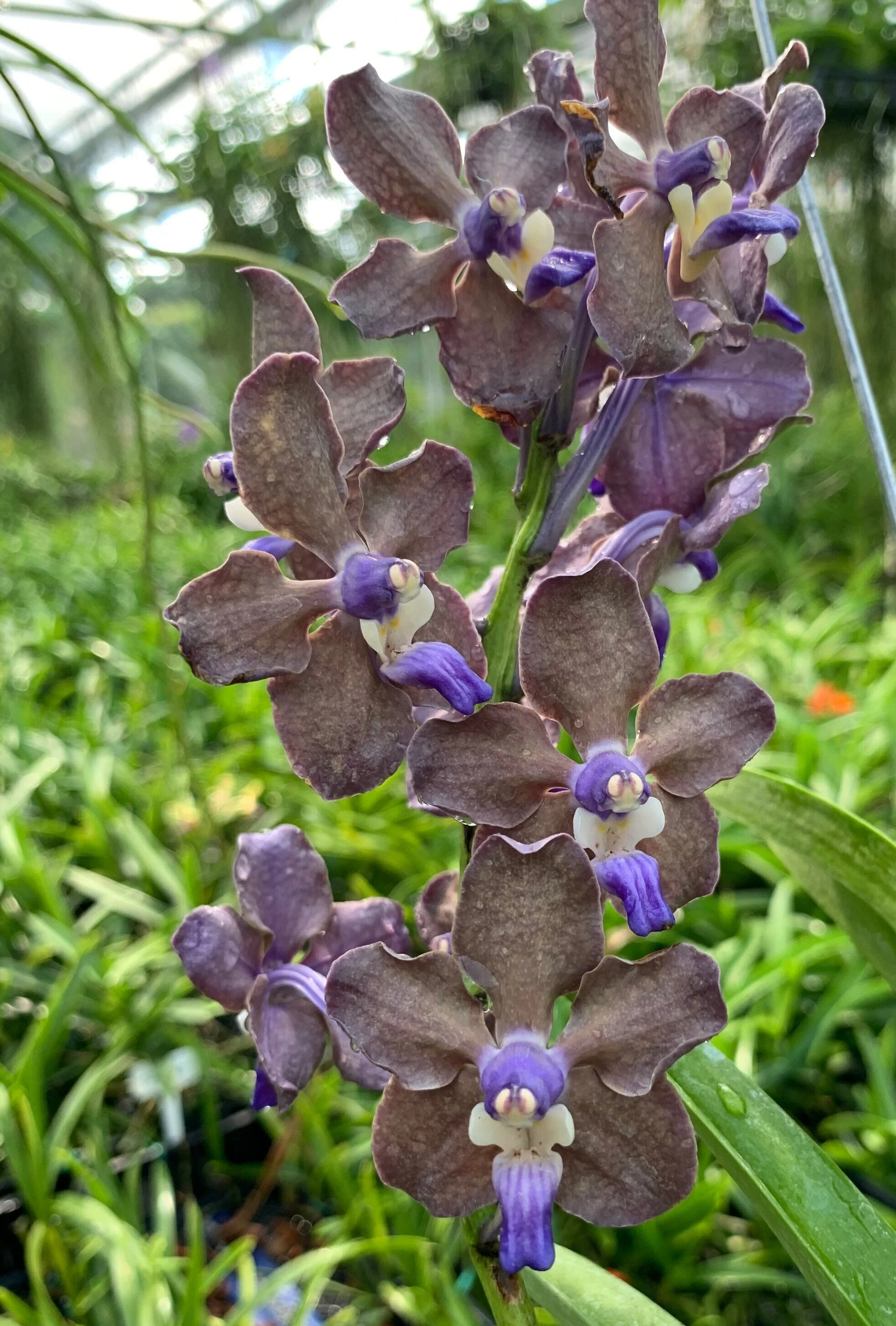 Past Rarities — Motes Orchids