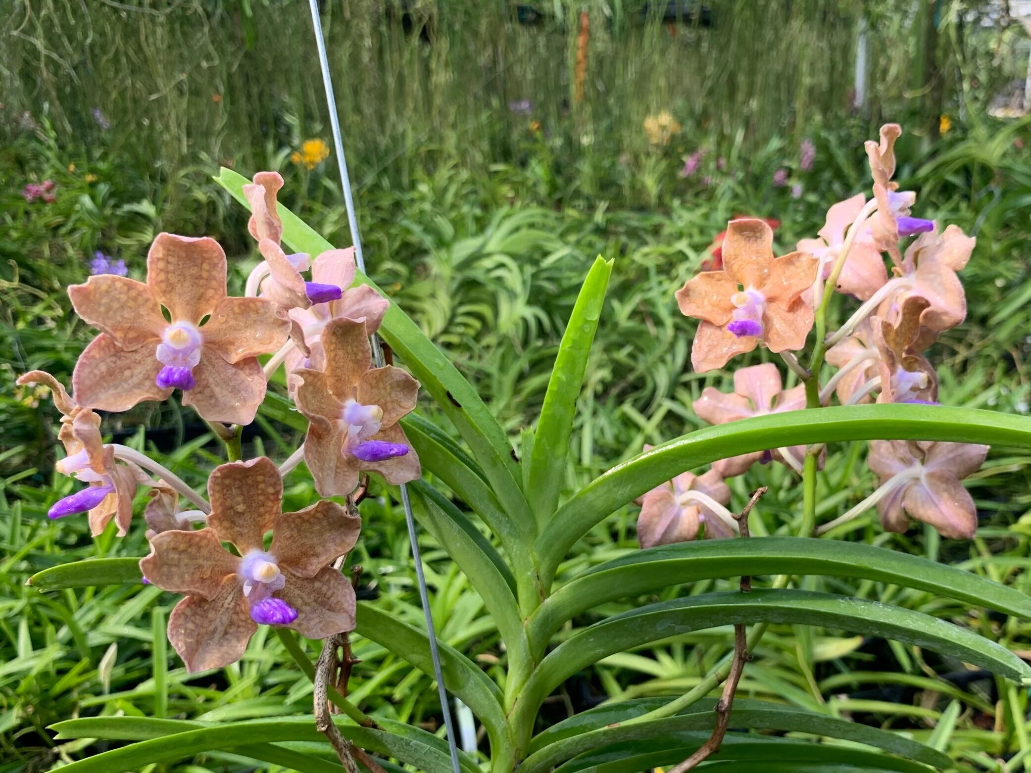 Past Rarities — Motes Orchids