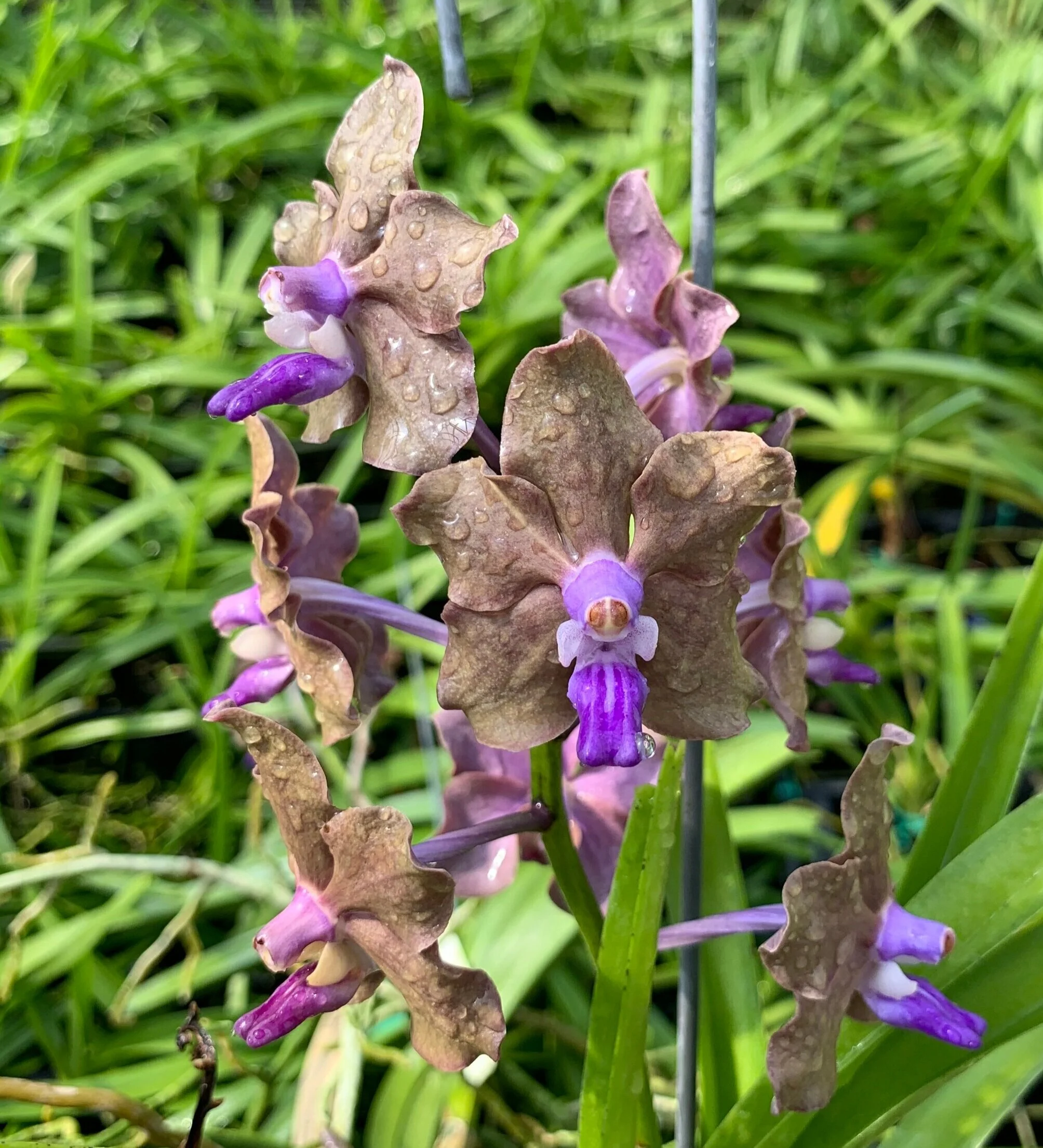 Past Rarities — Motes Orchids