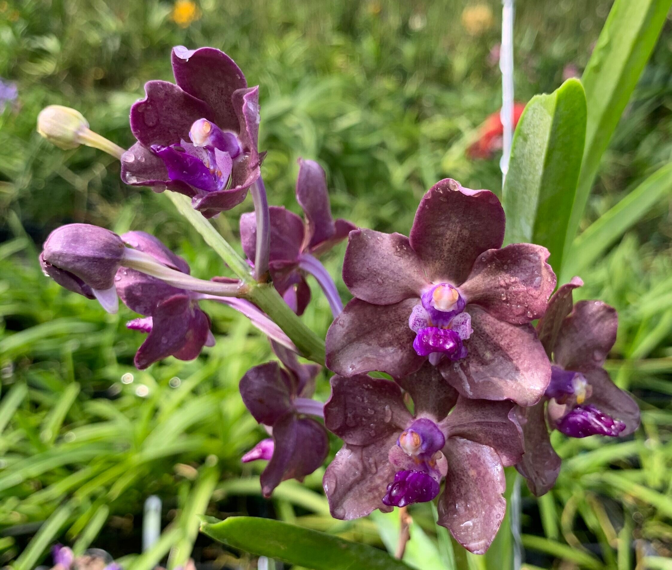 Past Rarities — Motes Orchids