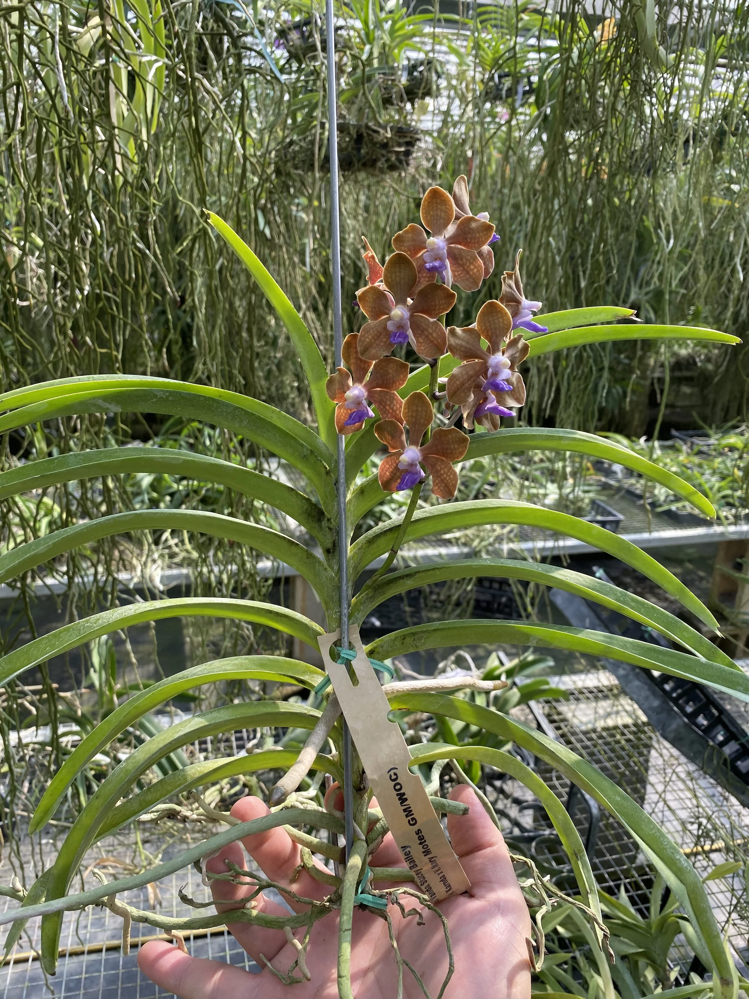 Past Rarities — Motes Orchids