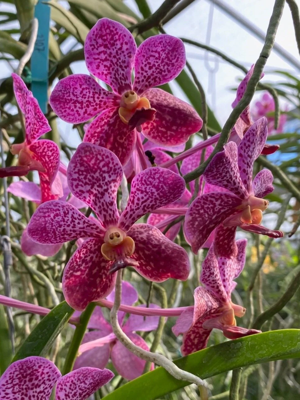 Rarest — Motes Orchids