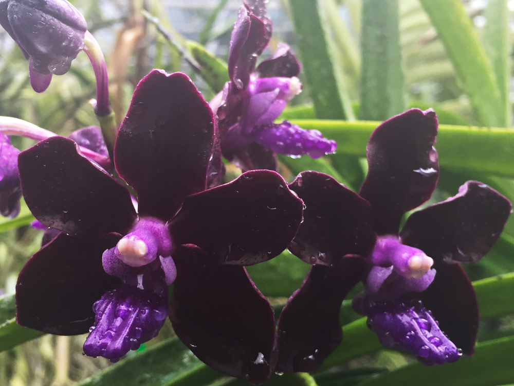 Rarest — Motes Orchids