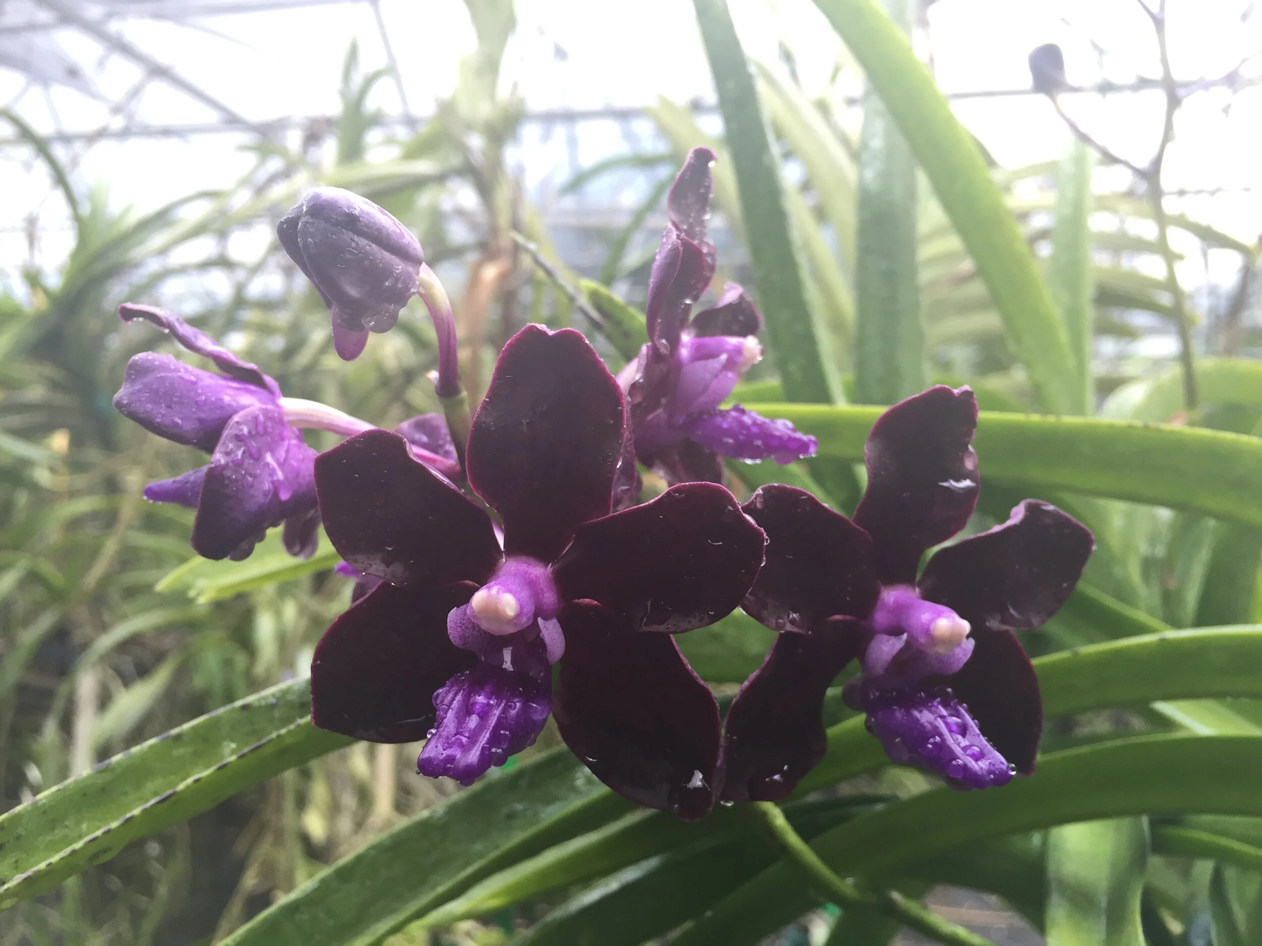 Rarest — Motes Orchids
