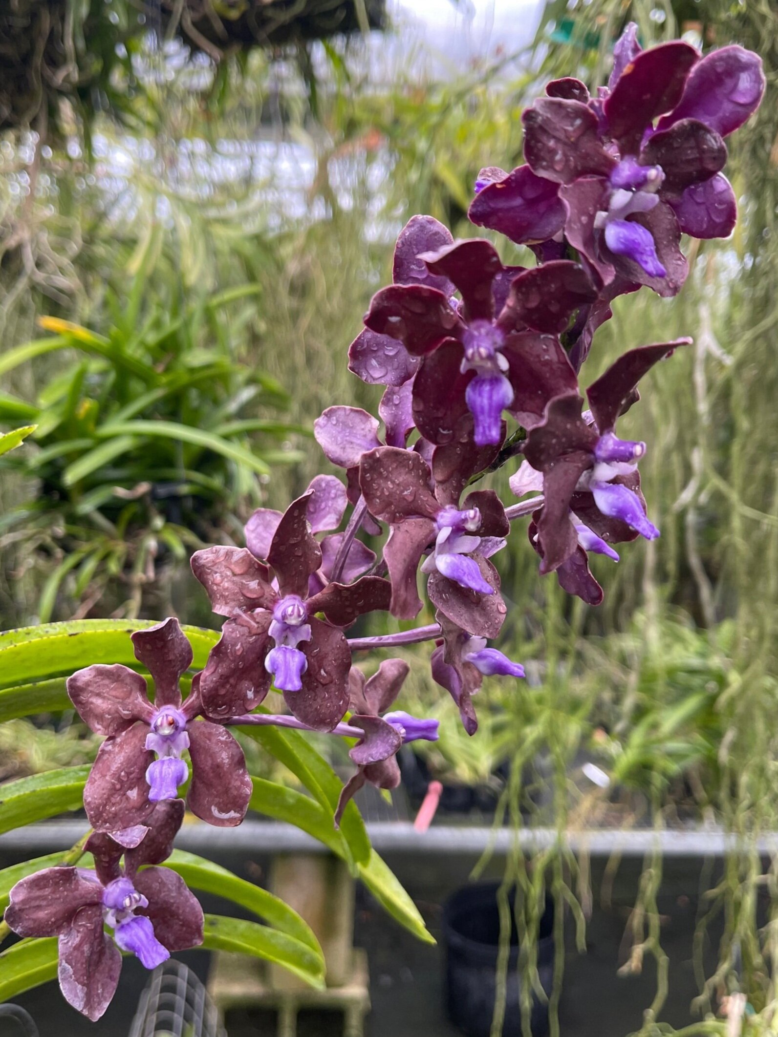 Past Rarities — Motes Orchids
