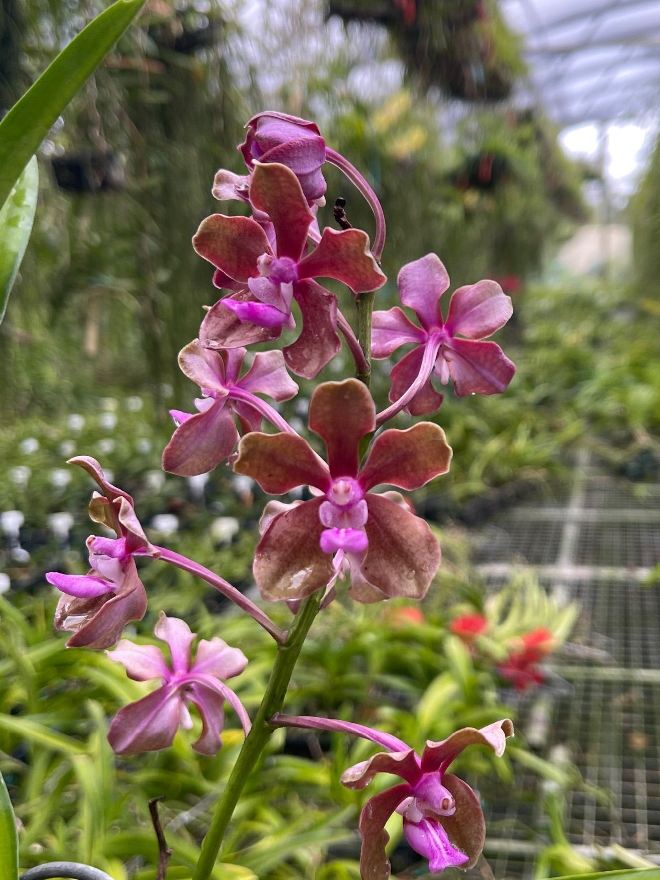 Past Rarities — Motes Orchids