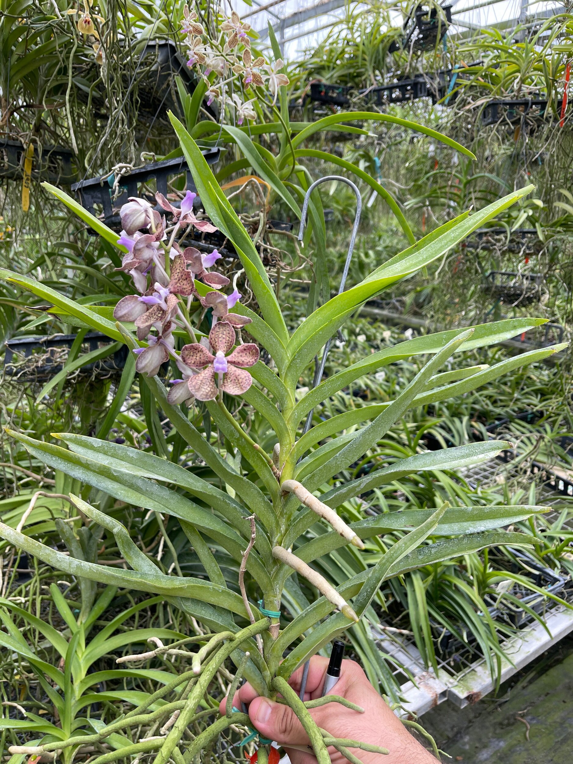 Past Rarities — Motes Orchids