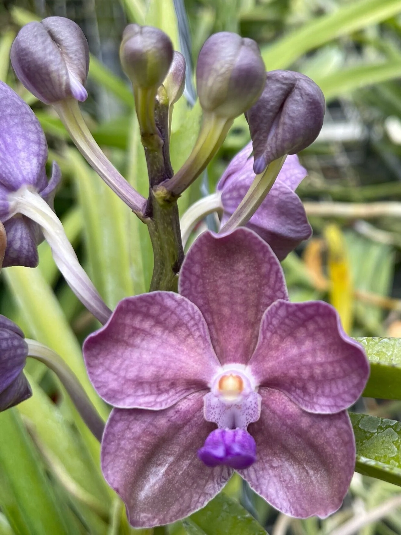Past Rarities — Motes Orchids