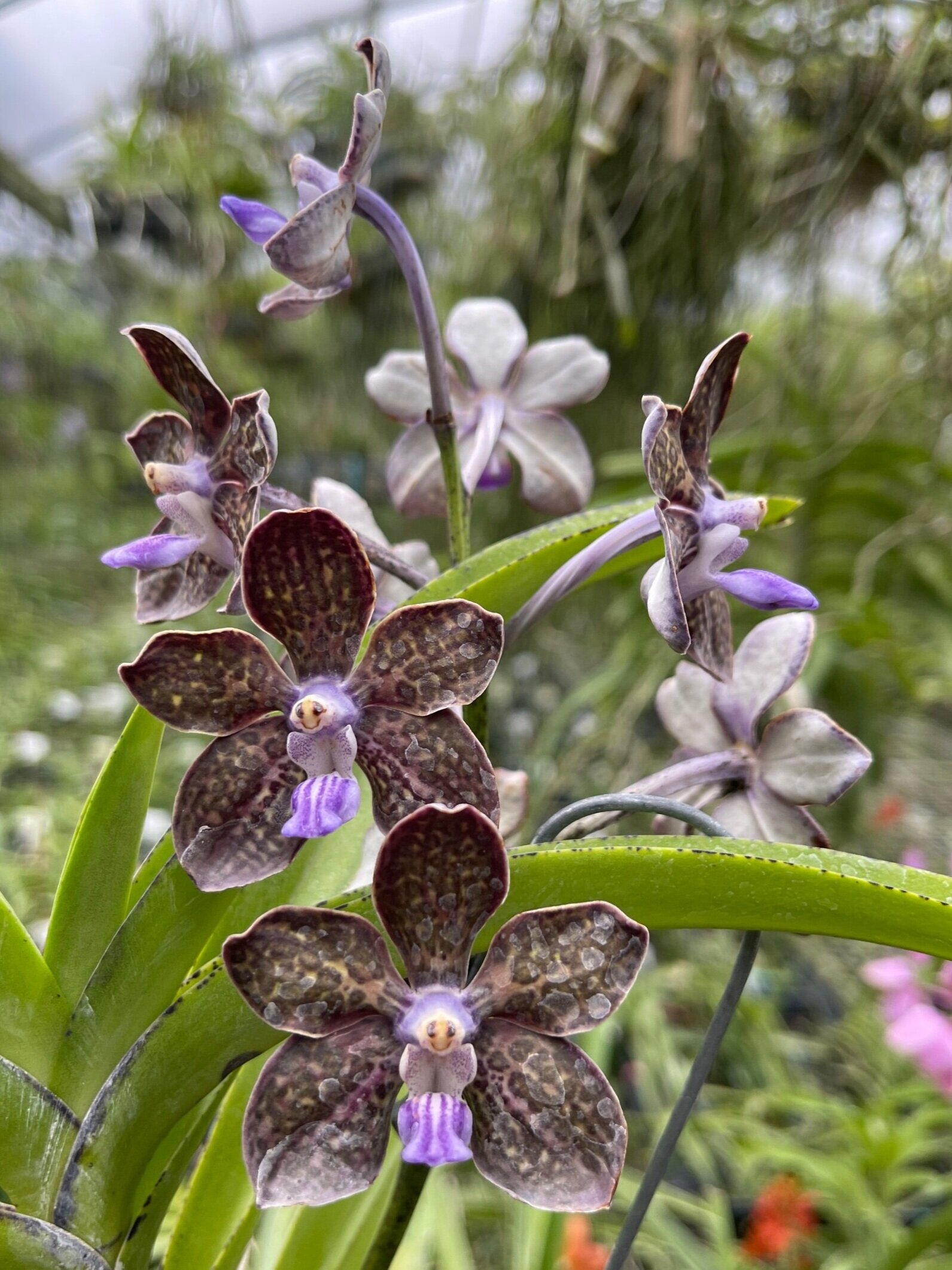 Past Rarities — Motes Orchids