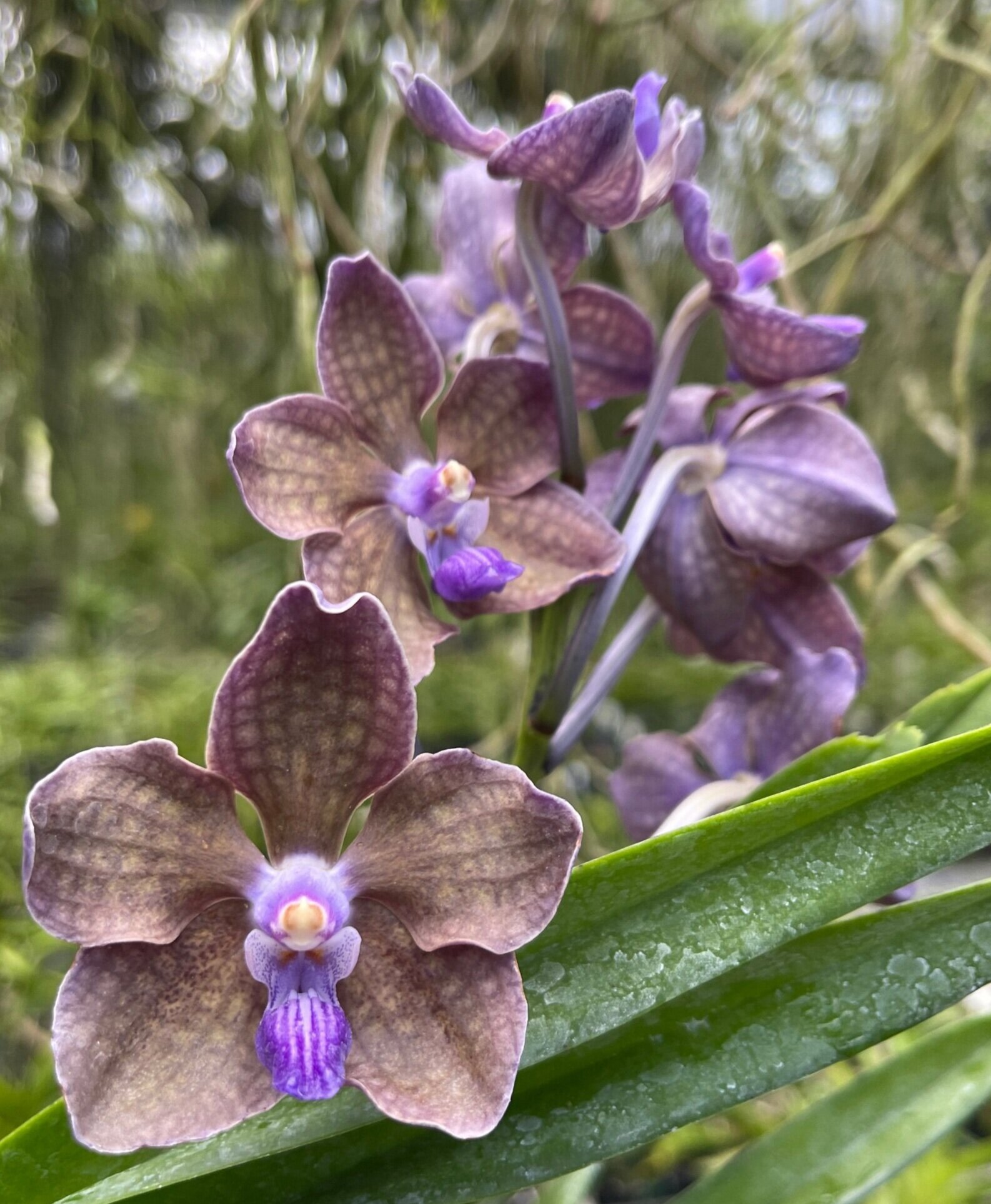 Past Rarities — Motes Orchids