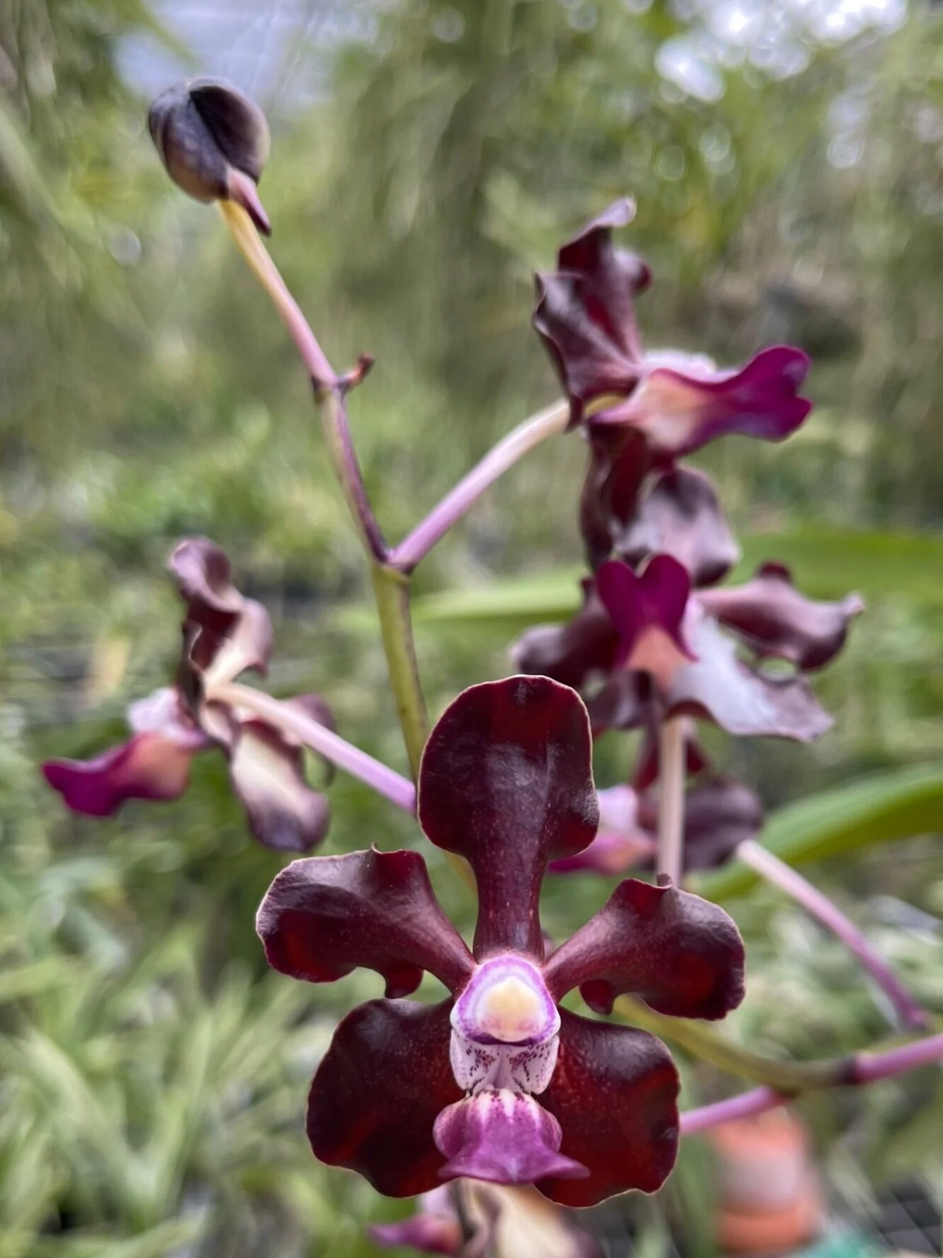 Past Rarities — Motes Orchids