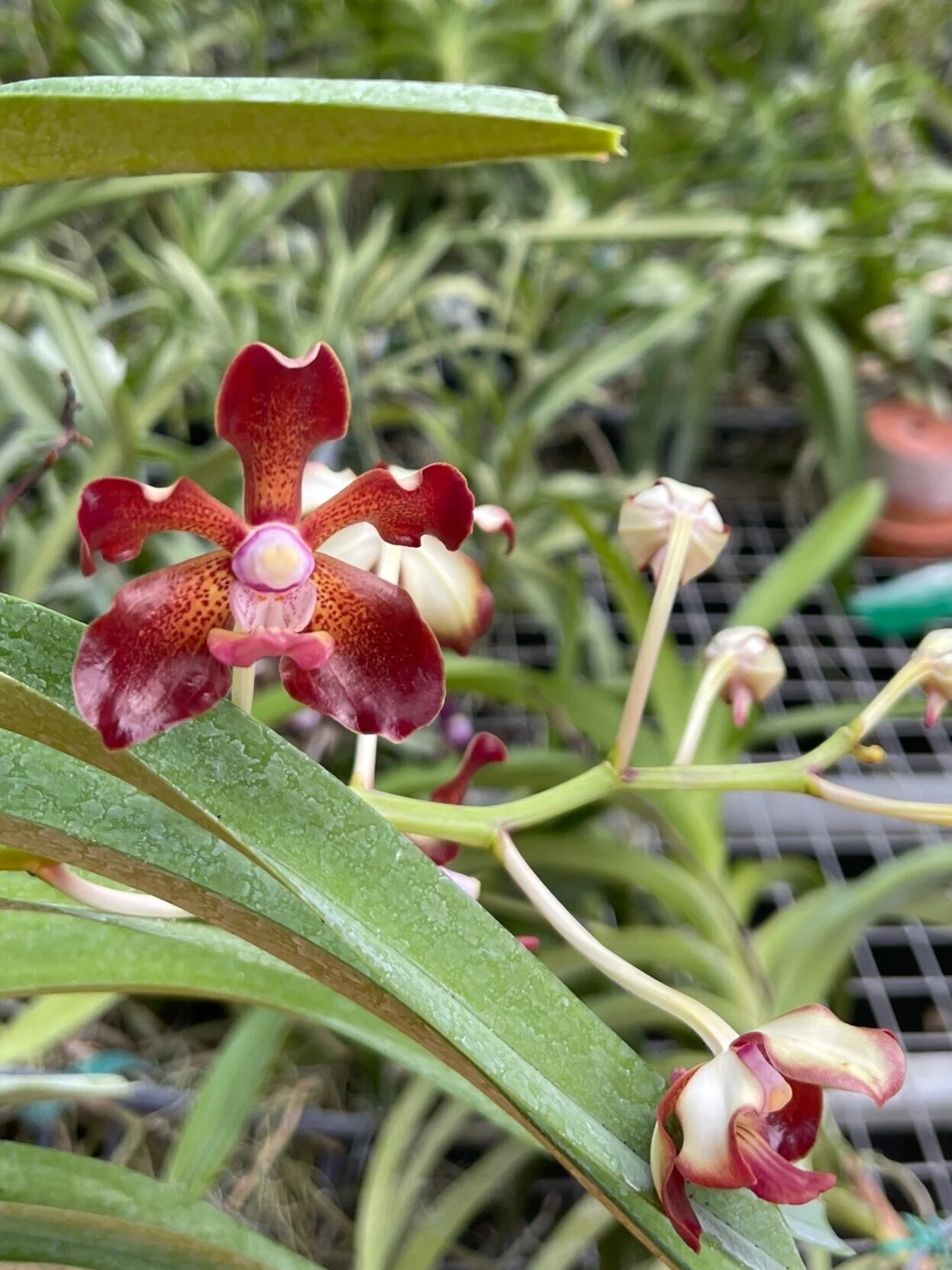 Past Rarities — Motes Orchids