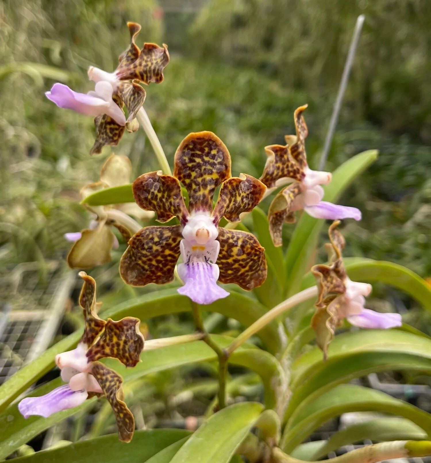 Past Rarities — Motes Orchids