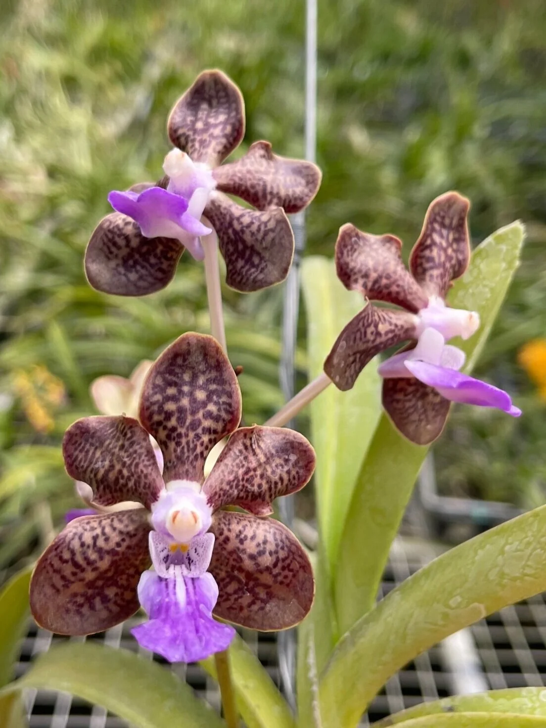 Past Rarities — Motes Orchids