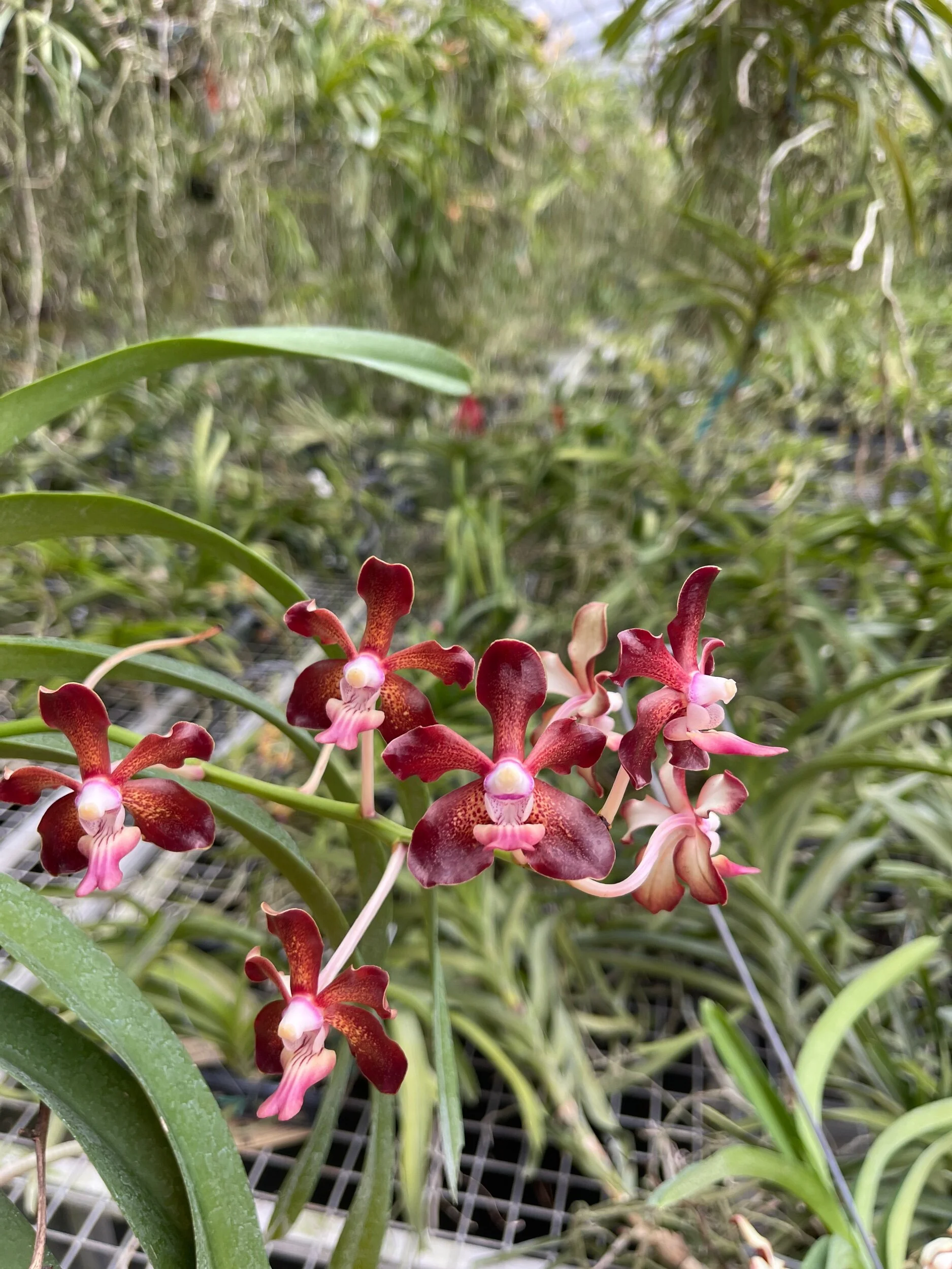 Past Rarities — Motes Orchids