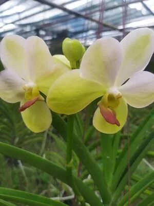 Motes Orchids