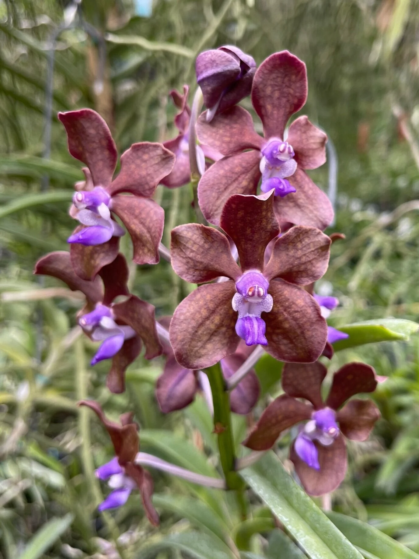 Vanda Motes Purple Rain (Feb-5) — Motes Orchids