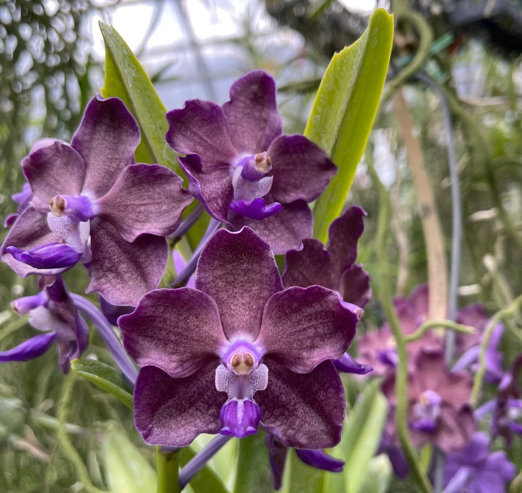 Past Rarities — Motes Orchids