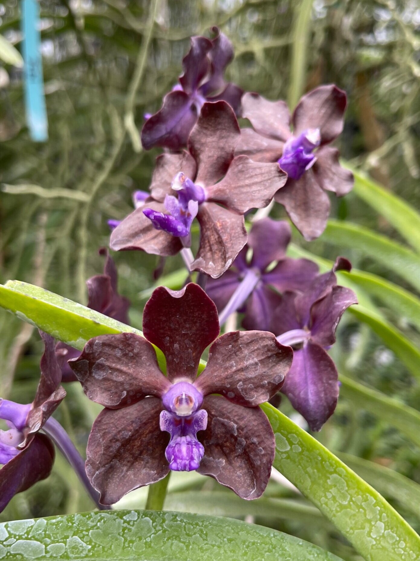 Past Rarities — Motes Orchids