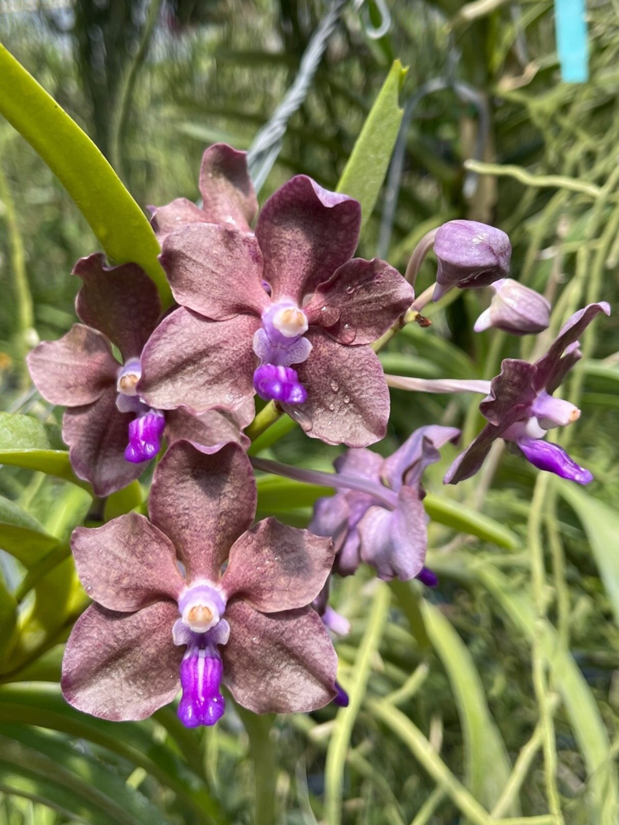 Past Rarities — Motes Orchids