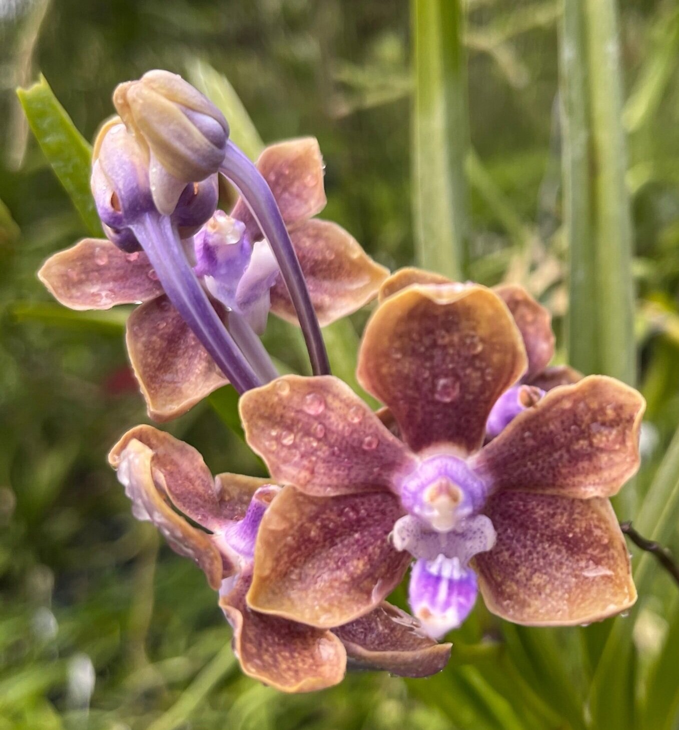 Past Rarities — Motes Orchids